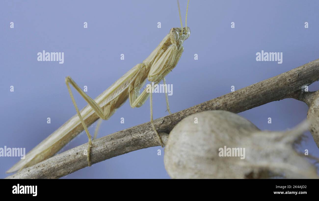 Close up of small praying mantis sits on Henbane dry flowers on blue ...