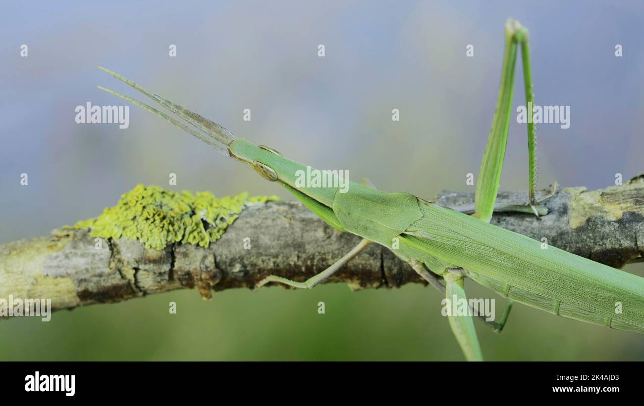 Close-up portrait of Giant green slant-face grasshopper Acrida sits on ...