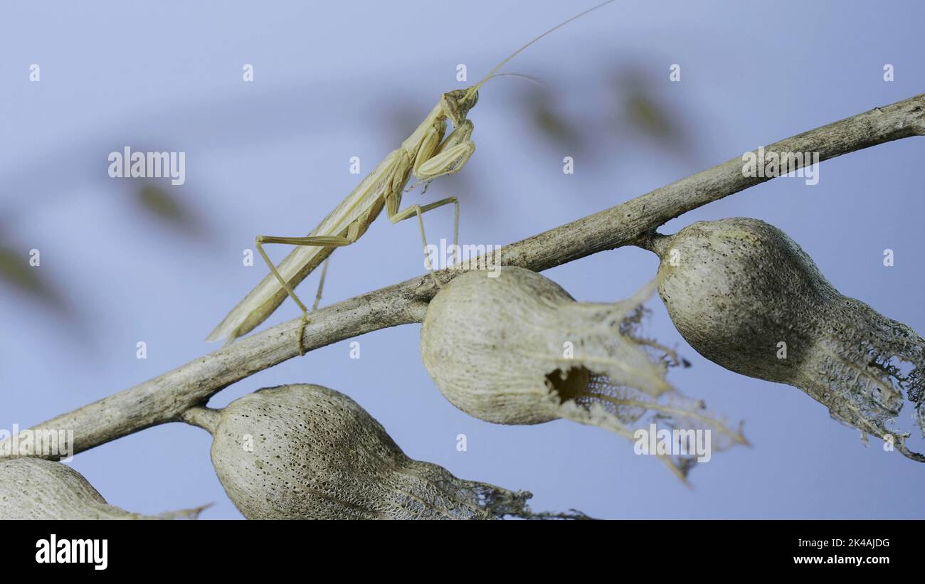Close up of small praying mantis sits on Henbane dry flowers on blue ...