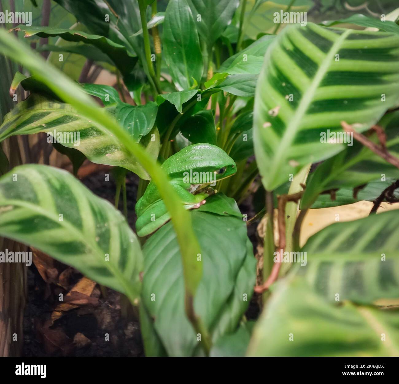 Atlantic rainforest biome hi-res stock photography and images - Alamy