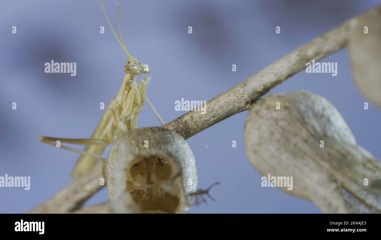 Close up of small praying mantis sits on Henbane dry flowers on blue ...