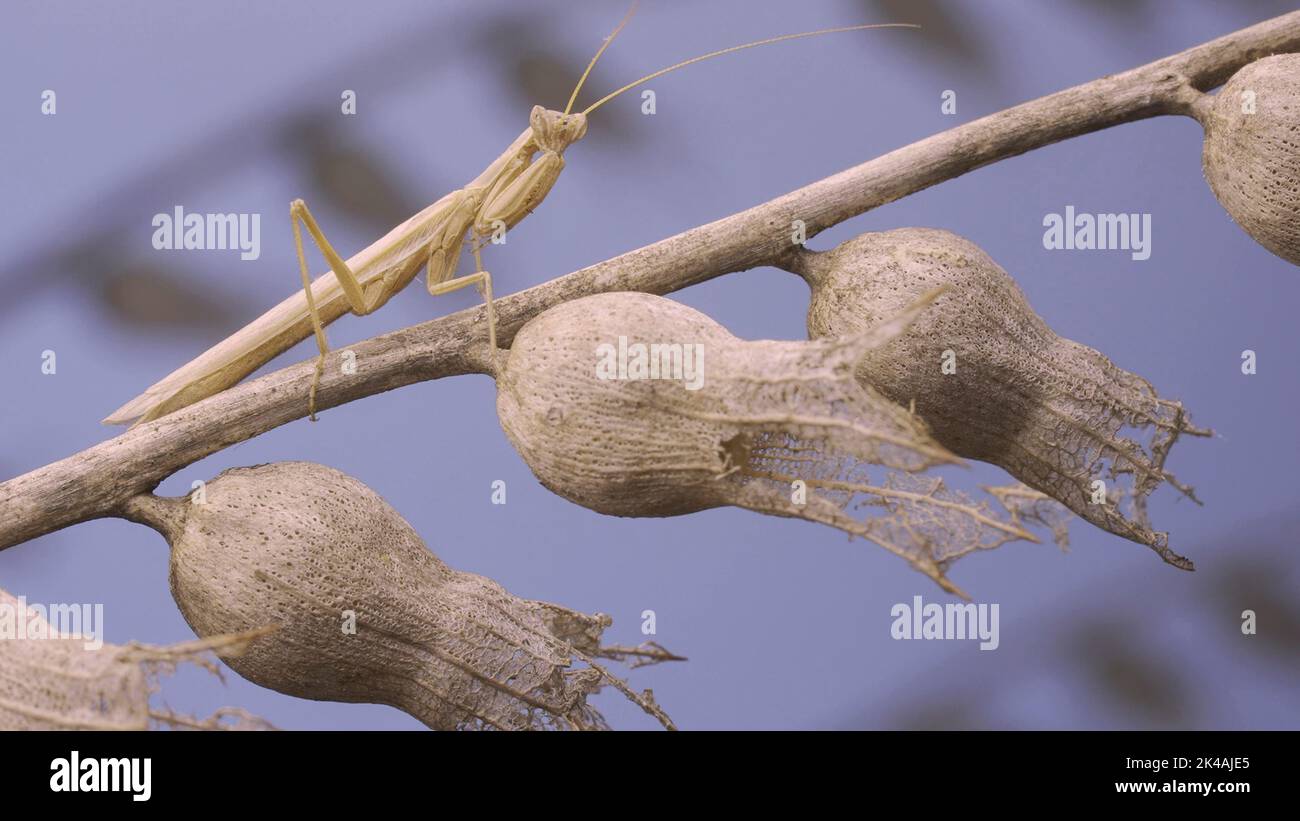 Small praying mantis sits on Henbane dry flowers and looks at on camera ...