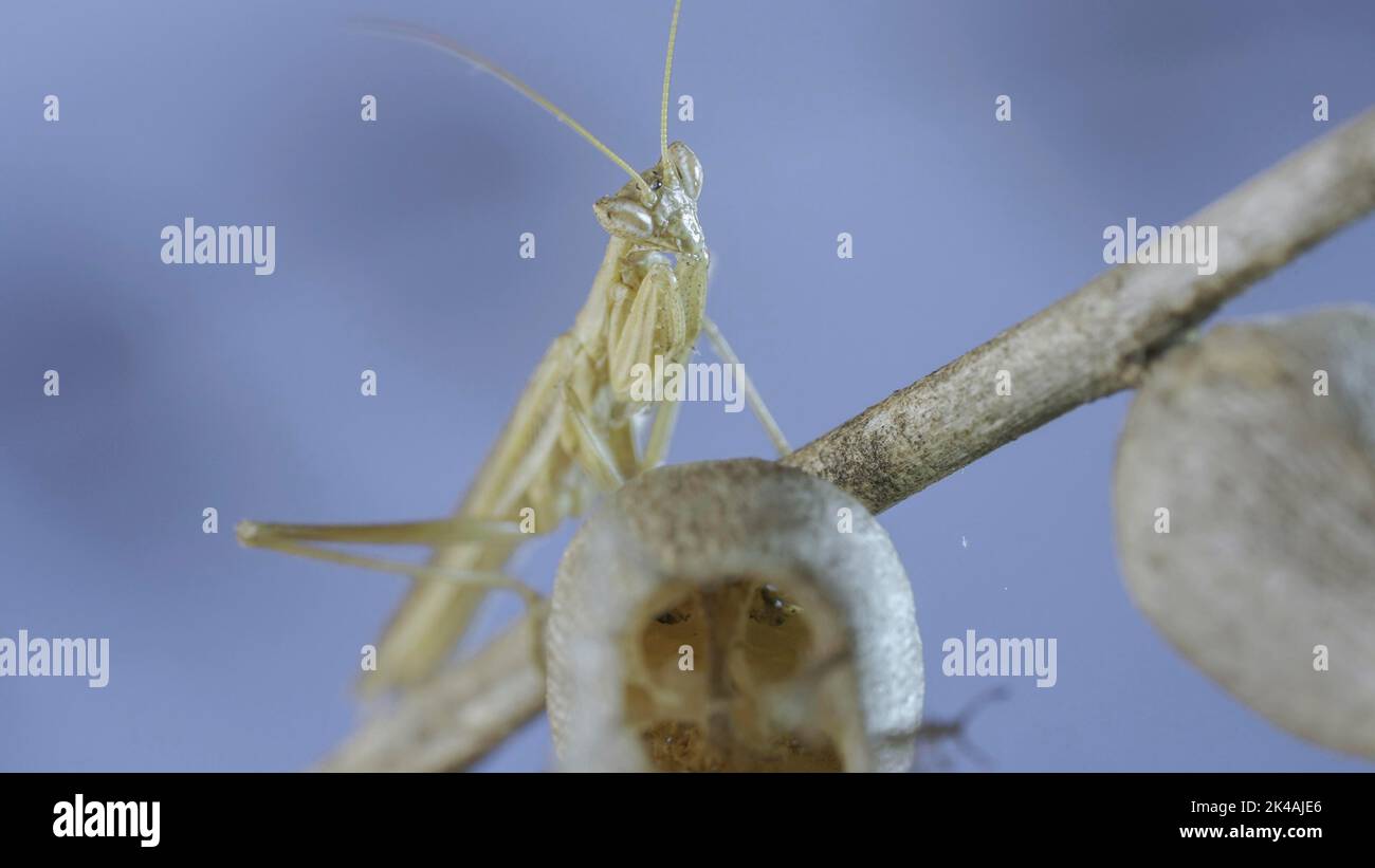 Small praying mantis sits on Henbane dry flowers and looks at on camera ...