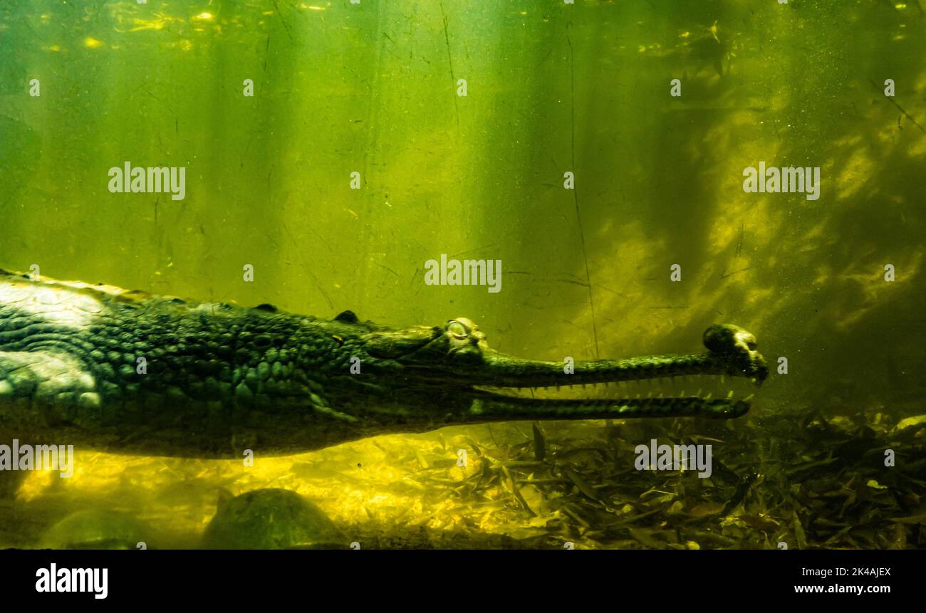 A Crocodile inside water through Glass window in Crocodile Park of ...