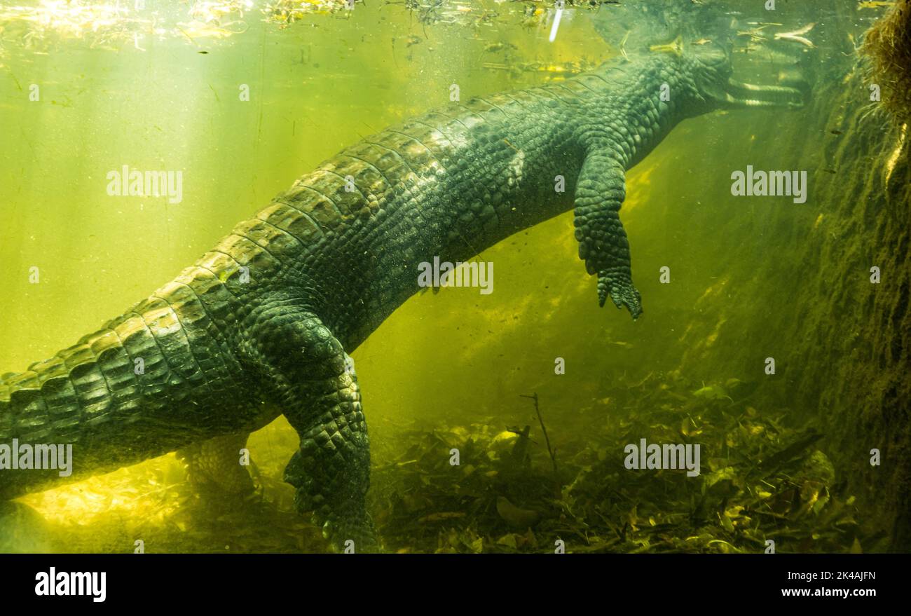 A Crocodile inside water through Glass window in Crocodile Park of ...