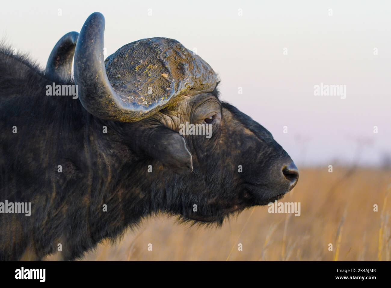 African Buffalo bull portrait with big horns in Rietvlei nature reserve ...