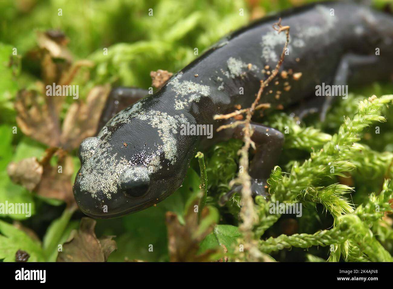 Closeup on a fresh emerged juvenile of the North American marbled ...