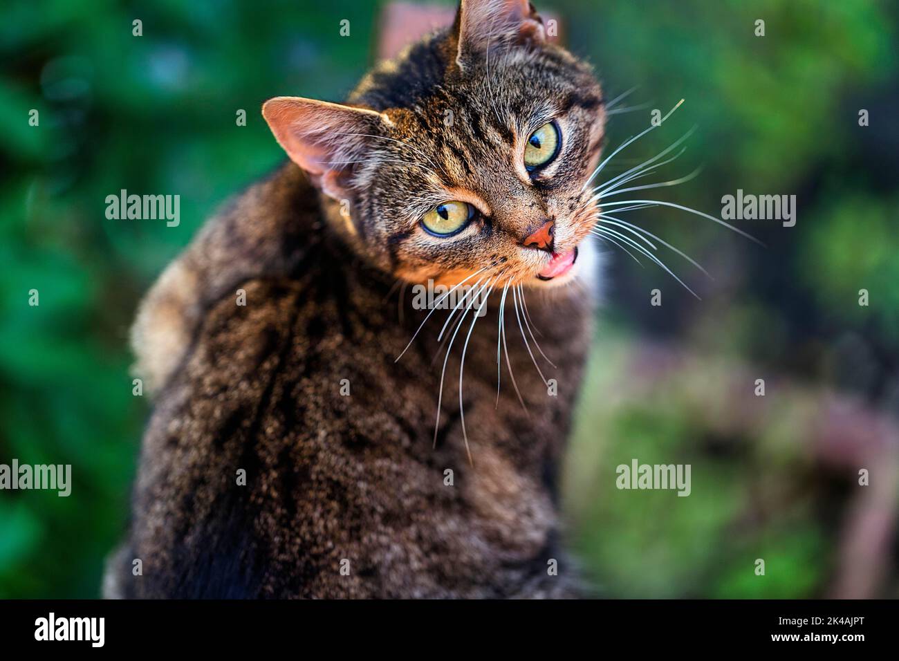 Brown tabby felidae (Felis silvestris catus), portrait, hissing, top ...