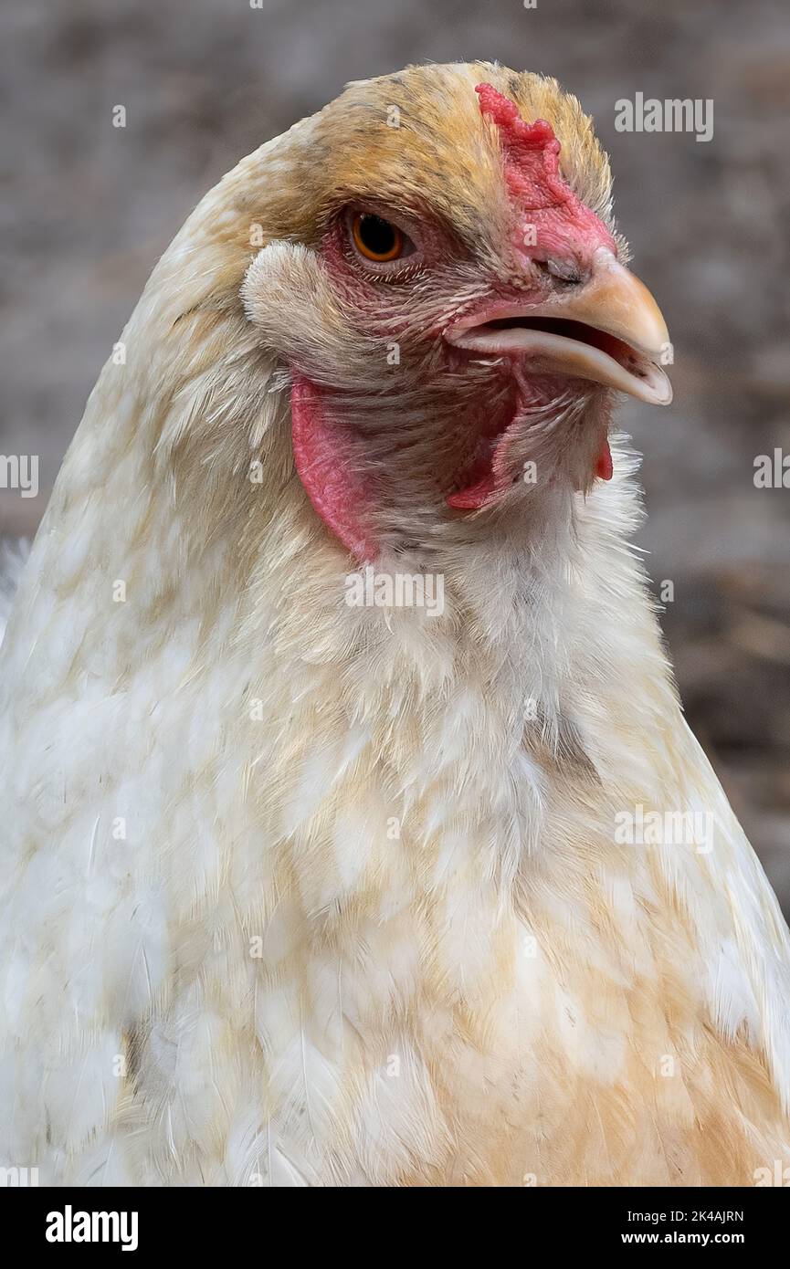 A portrait of a chicken looking at the camera, vertical Stock Photo - Alamy