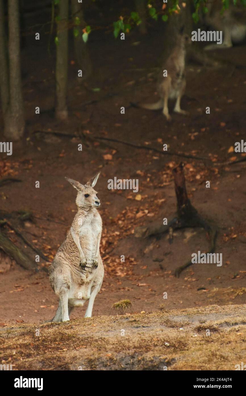 Eastern grey kangaroo (Macropus giganteus) standing on a tried up ...