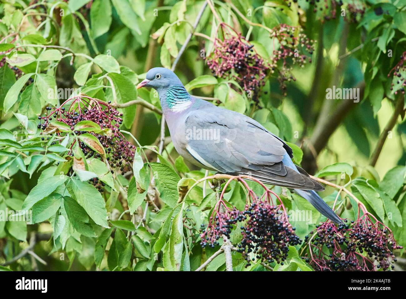 Feral pigeon (Columba livia domestica) in a black elder (Sambucus nigra ...