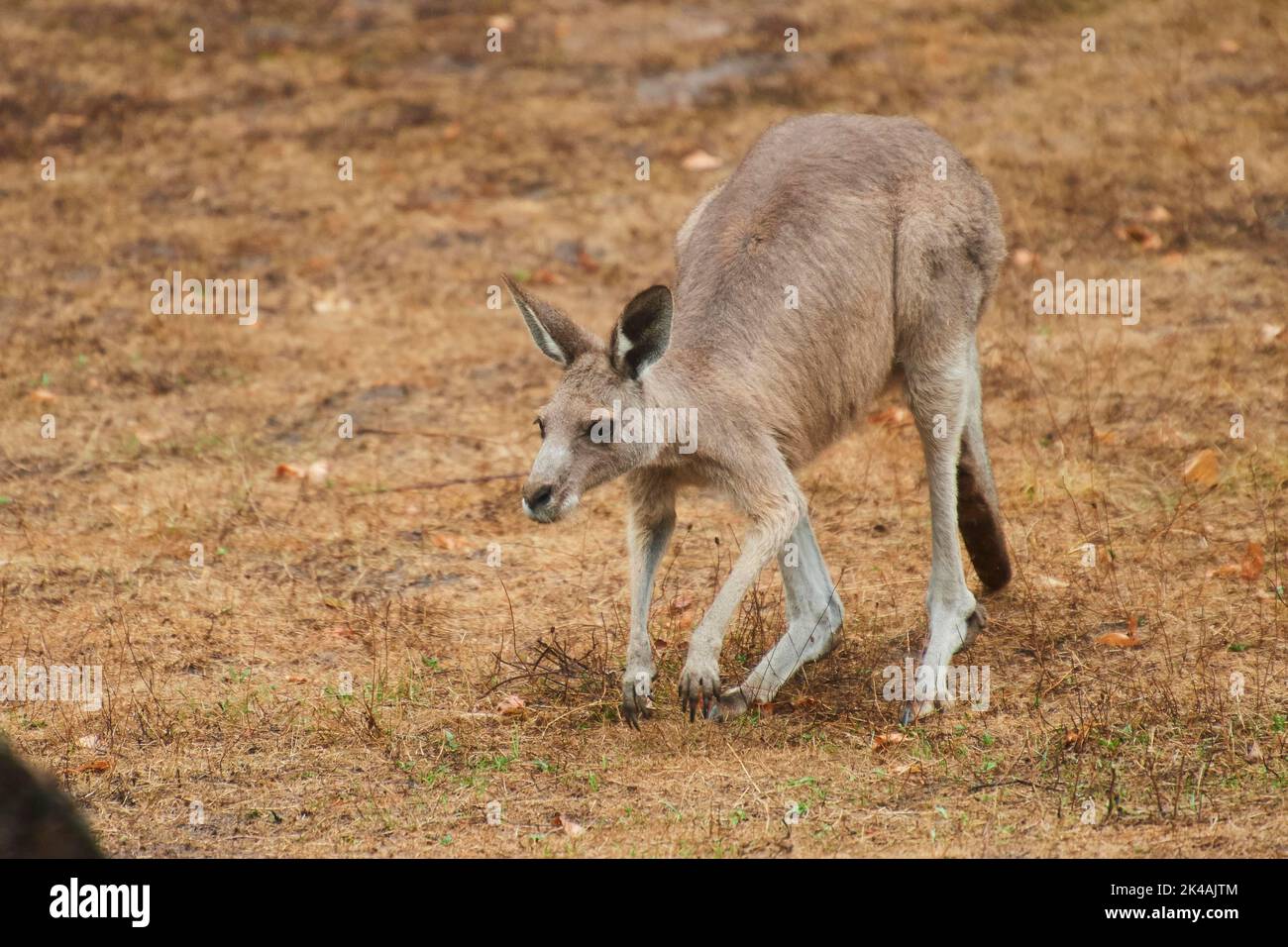 Eastern grey kangaroo (Macropus giganteus) standing on a tried up ...