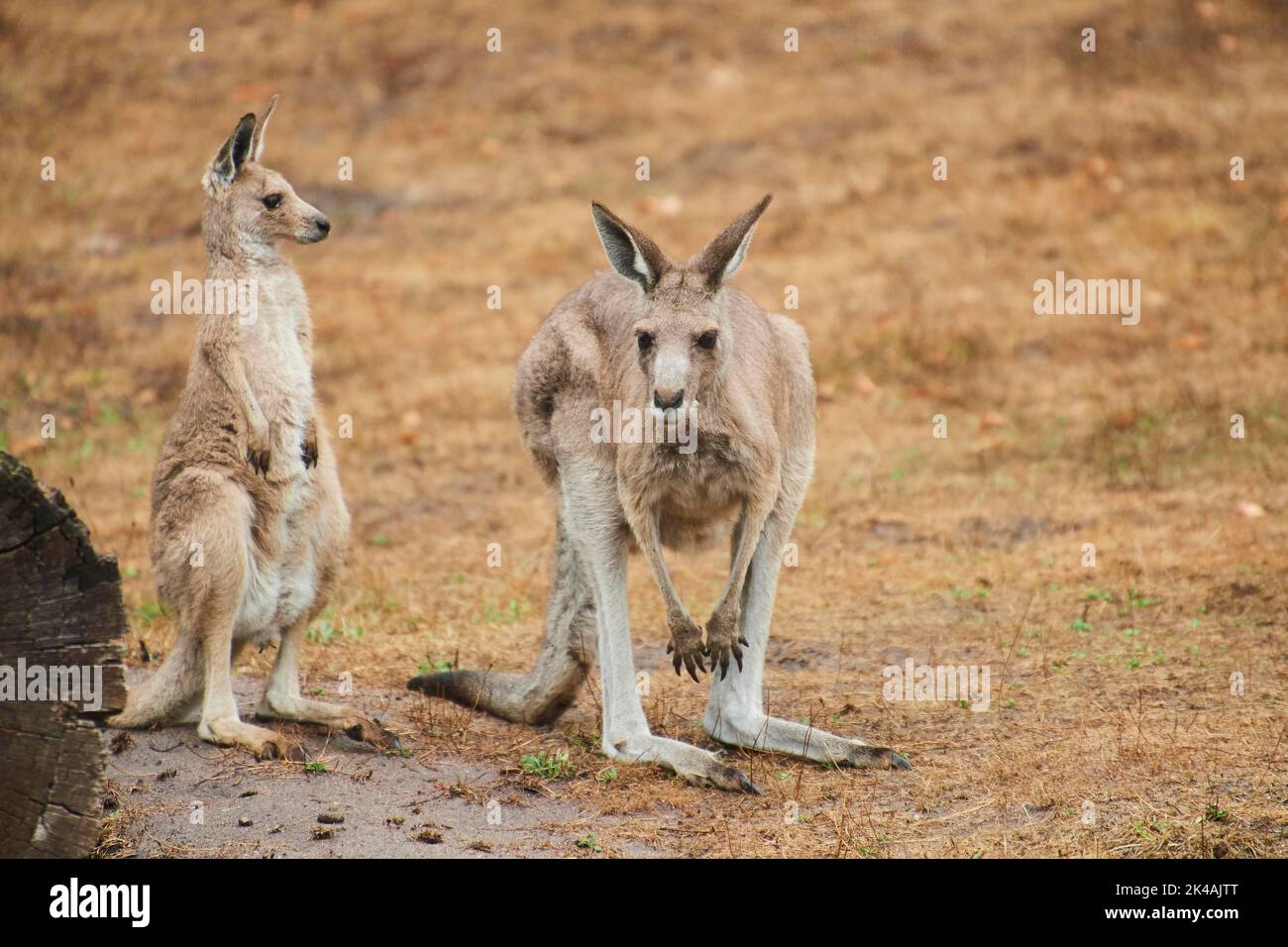 Eastern grey kangaroos (Macropus giganteus) standing on a tried up ...