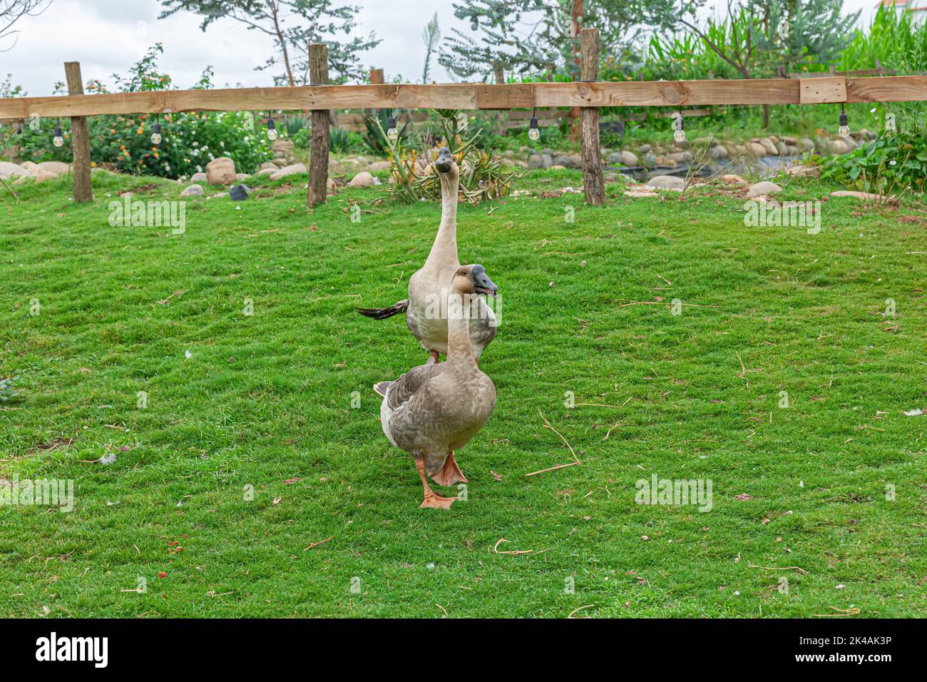 two gray goose walk on the green lawn in country farm Stock Photo - Alamy