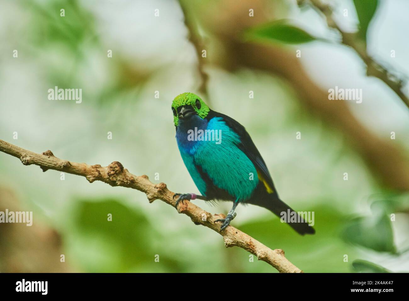 Paradise tanager (Tangara chilensis) sitting on a branch, Bavaria ...