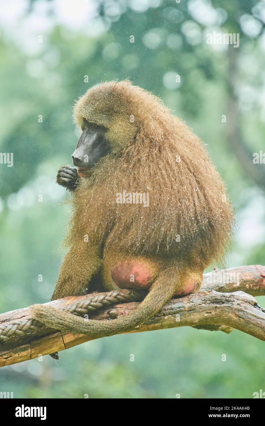 Guinea baboon (Papio papio) sitting on a tree, rainy, captive, Bavaria ...