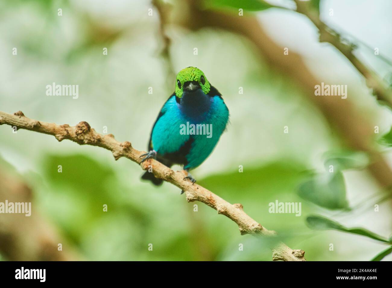 Tangara genus hi-res stock photography and images - Alamy