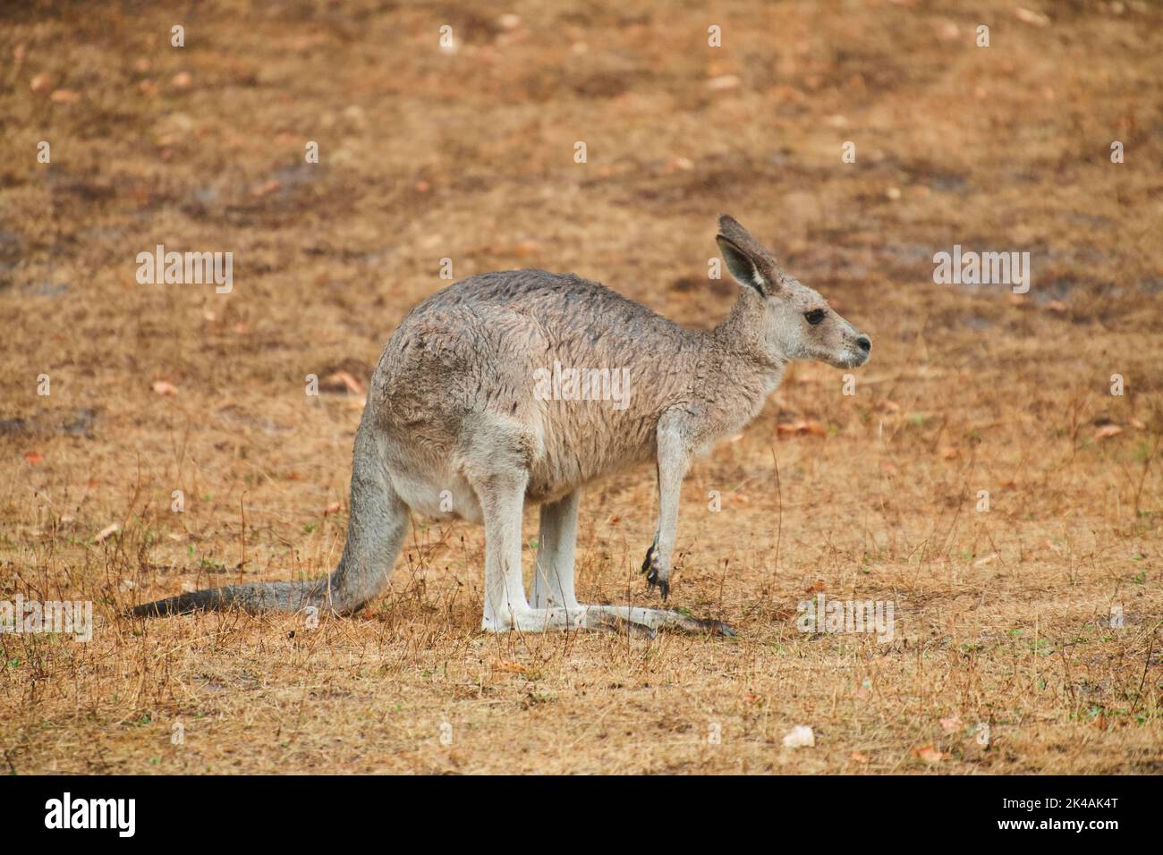 Eastern grey kangaroo (Macropus giganteus) standing on a tried up ...