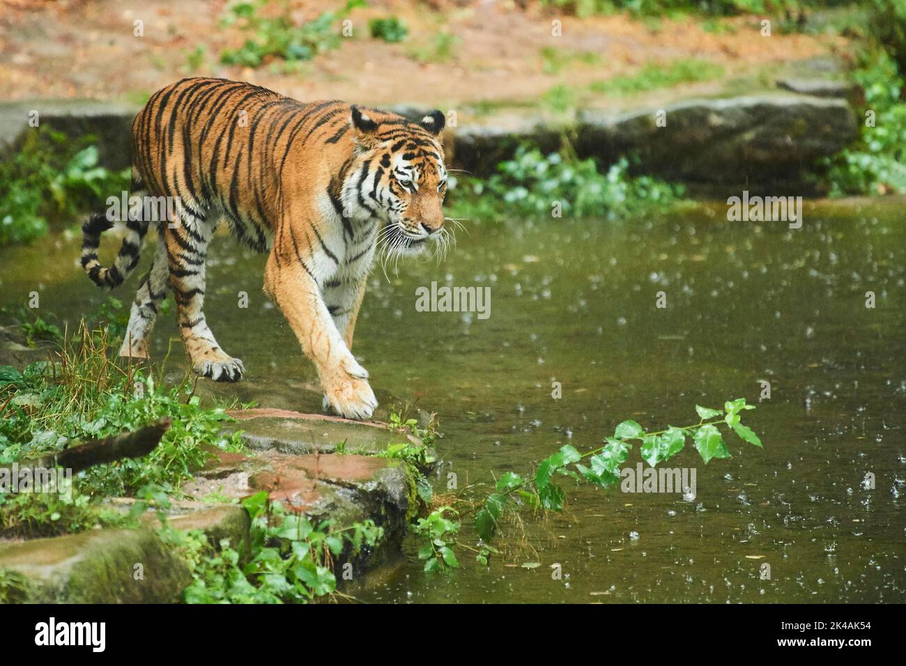 Siberian tiger (Panthera tigris altaica) waking on the waters edge ...