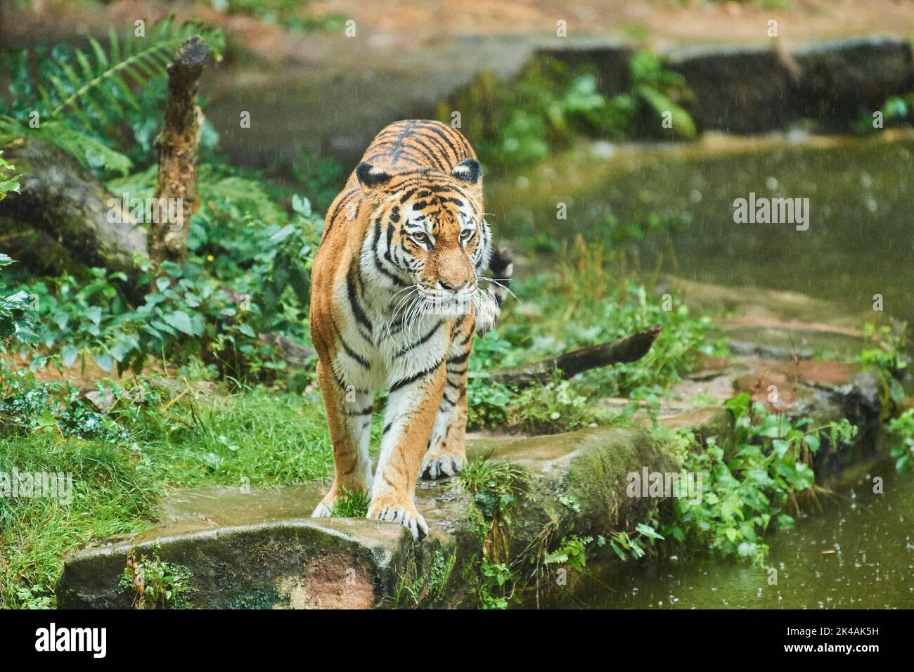 Siberian tiger (Panthera tigris altaica) waking on the waters edge ...