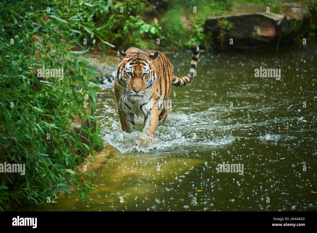Siberian tiger (Panthera tigris altaica) in the water, rainy, cat, captive, Germany Stock Photo ...