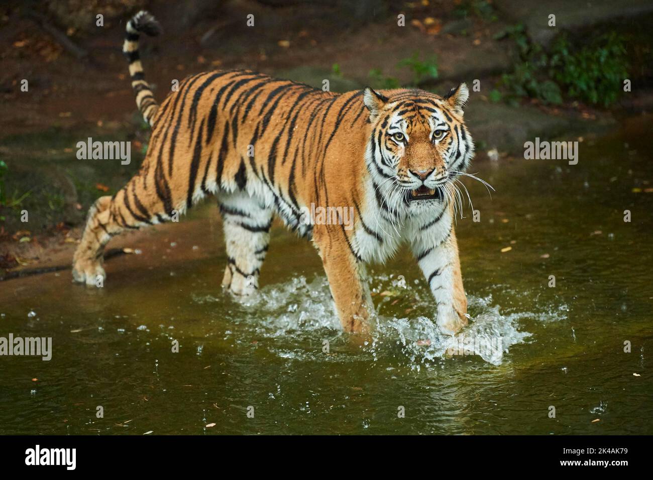 Siberian tiger (Panthera tigris altaica) in the water, rainy, cat, captive, Germany Stock Photo ...