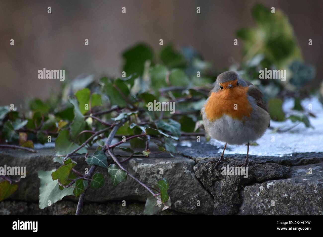 Robin on snow, Lacken Walk, Kilkenny, Ireland Stock Photo - Alamy
