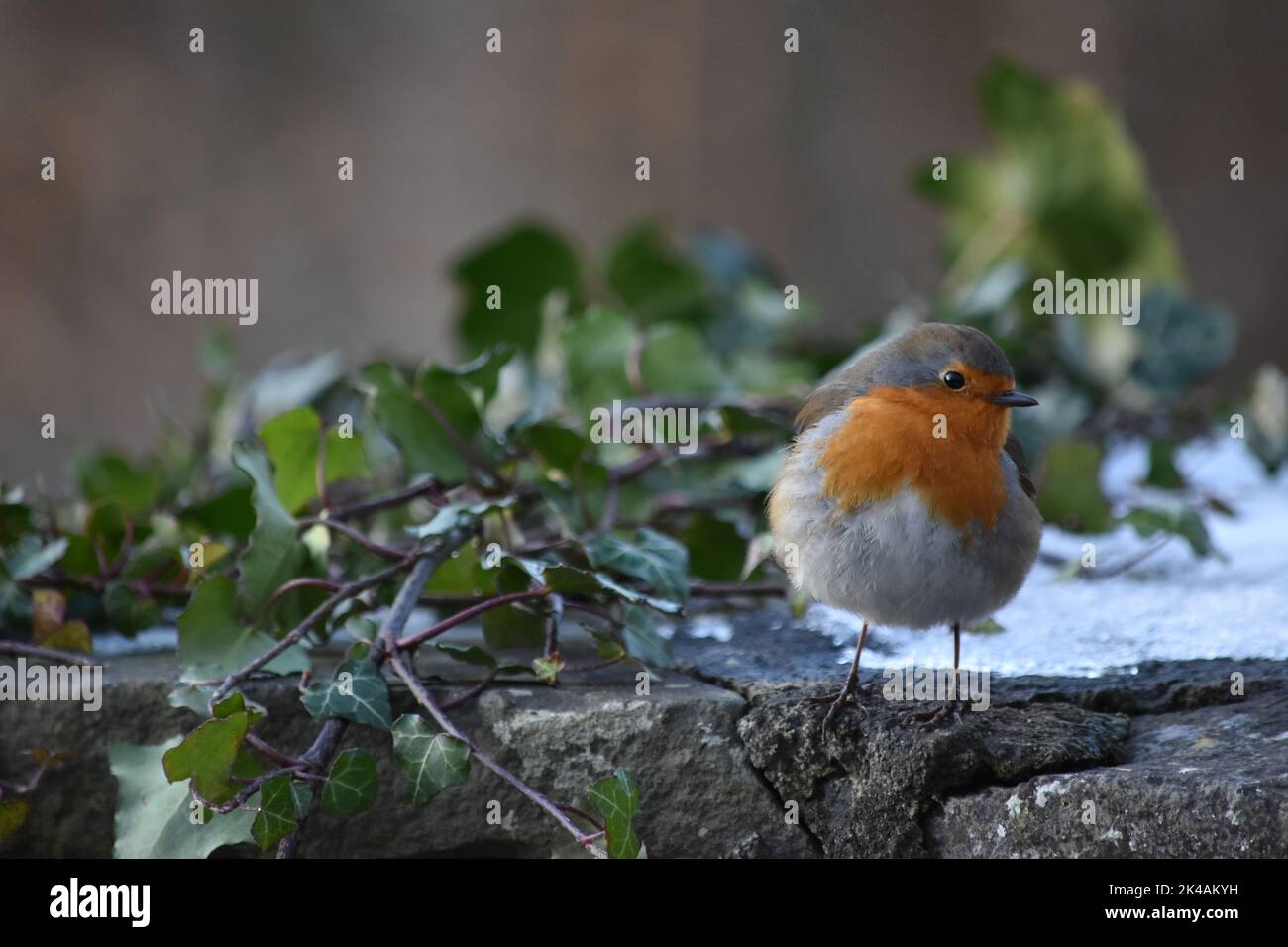 Robin on snow, Lacken Walk, Kilkenny, Ireland Stock Photo - Alamy