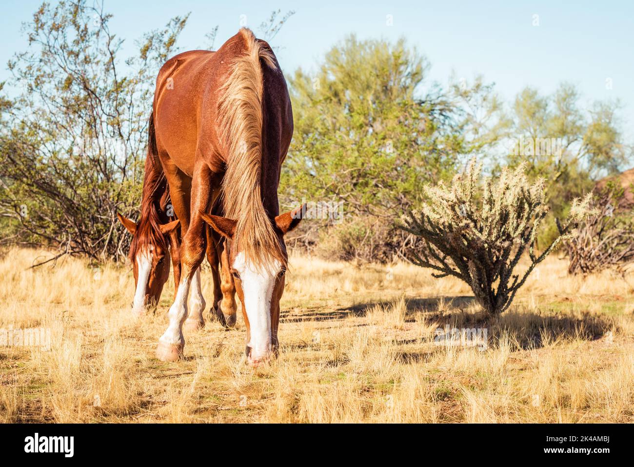 Horizontal picture of two brown wild mustang horses grazing grass at ...