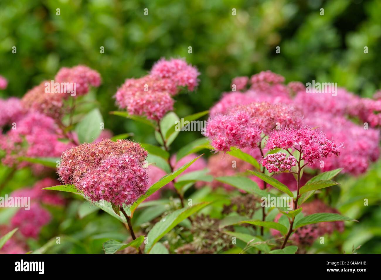 spirea flowering in summer Stock Photo - Alamy