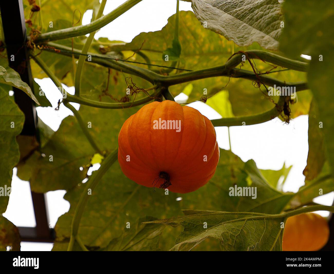 Close up of the annual growing edible gourd Cucurbita orange pumpkin ...