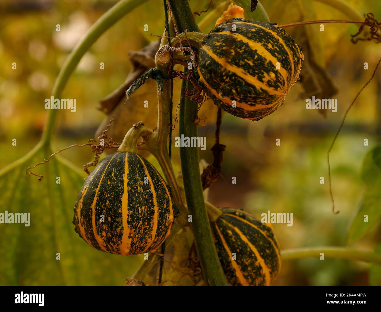 Close up of the annual growing edible green with yellow stripes and ...
