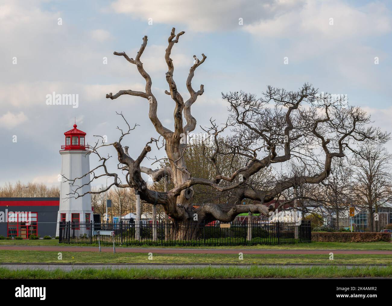 Iconic Castanea sativa (Tamme kastanje in dutch) tree from 1792 in the ...