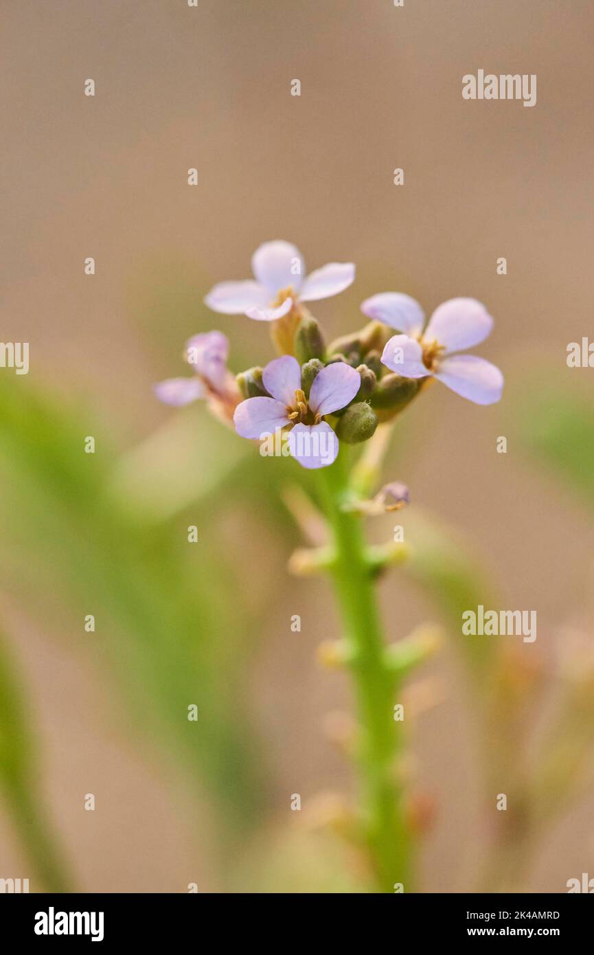 European searocket (Cakile maritima) blooming on the beach, "Platja del ...