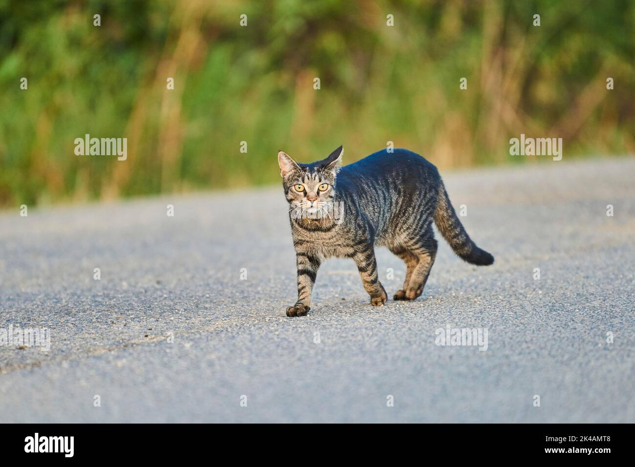 Domestic cat (Felis catus) walking on a street, Bavaria, Germany Stock ...