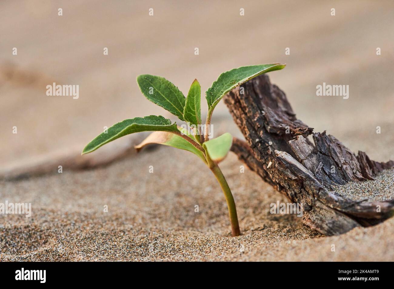 A little plant growing on the beach in the sand, "Platja del Fangar ...