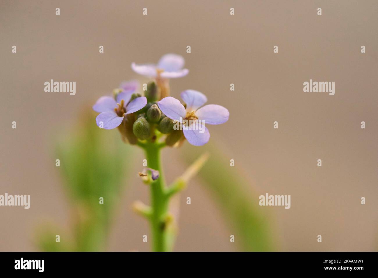 European searocket (Cakile maritima) blooming on the beach, "Platja del ...