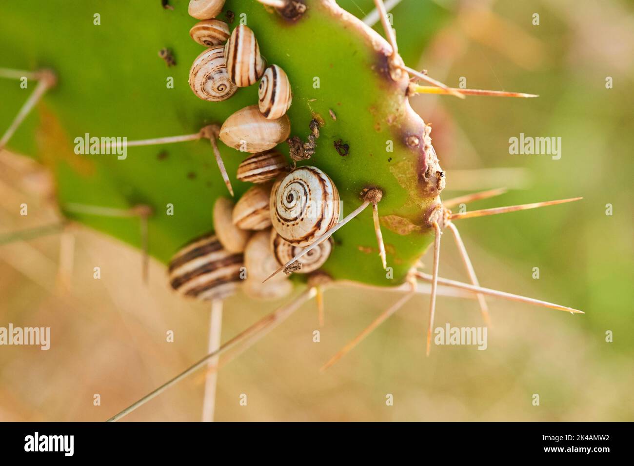 White garden snail hi-res stock photography and images - Alamy