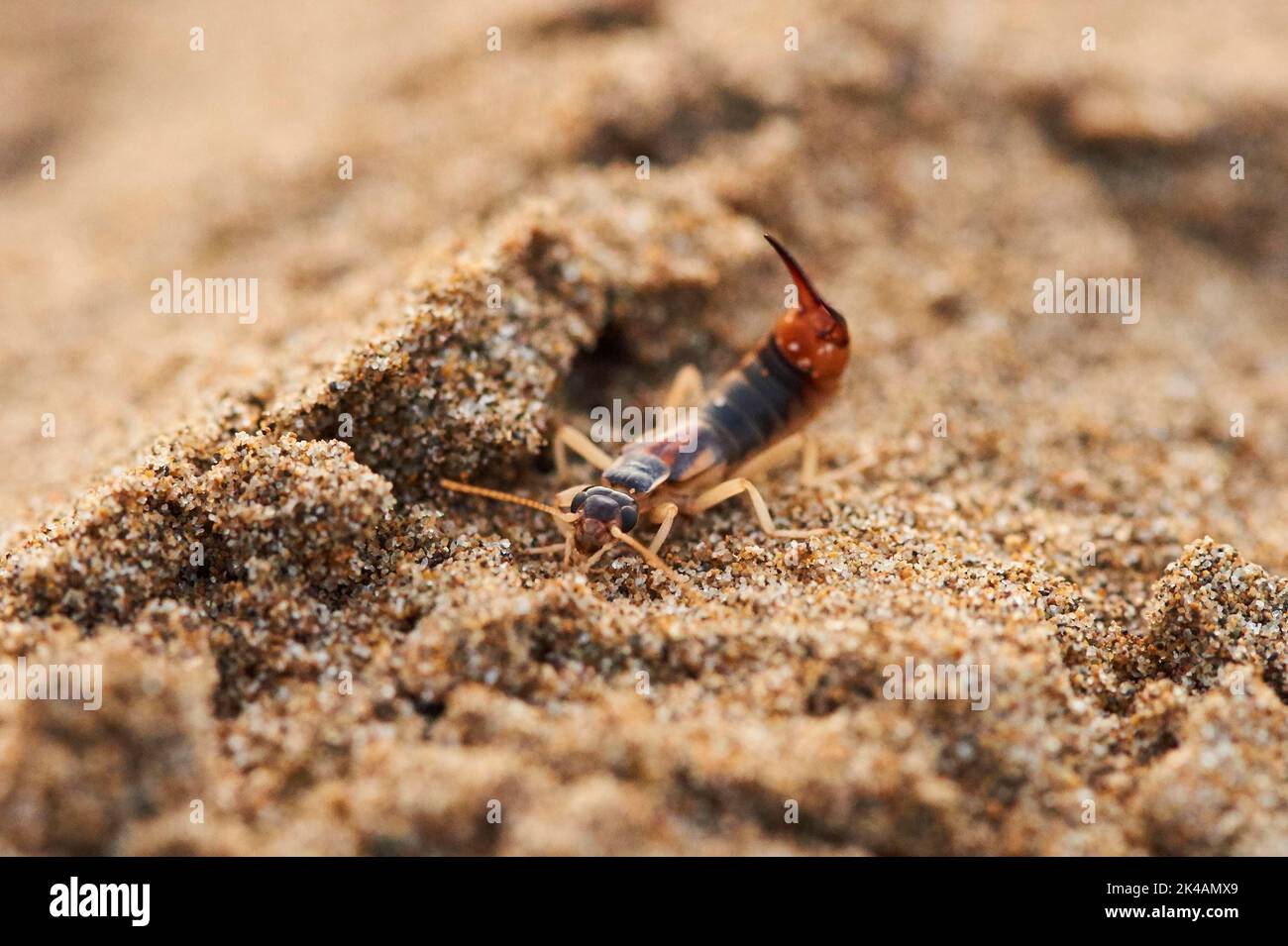 Shore earwig (Labidura riparia) on the beach "Platja del Fangar", coast ...