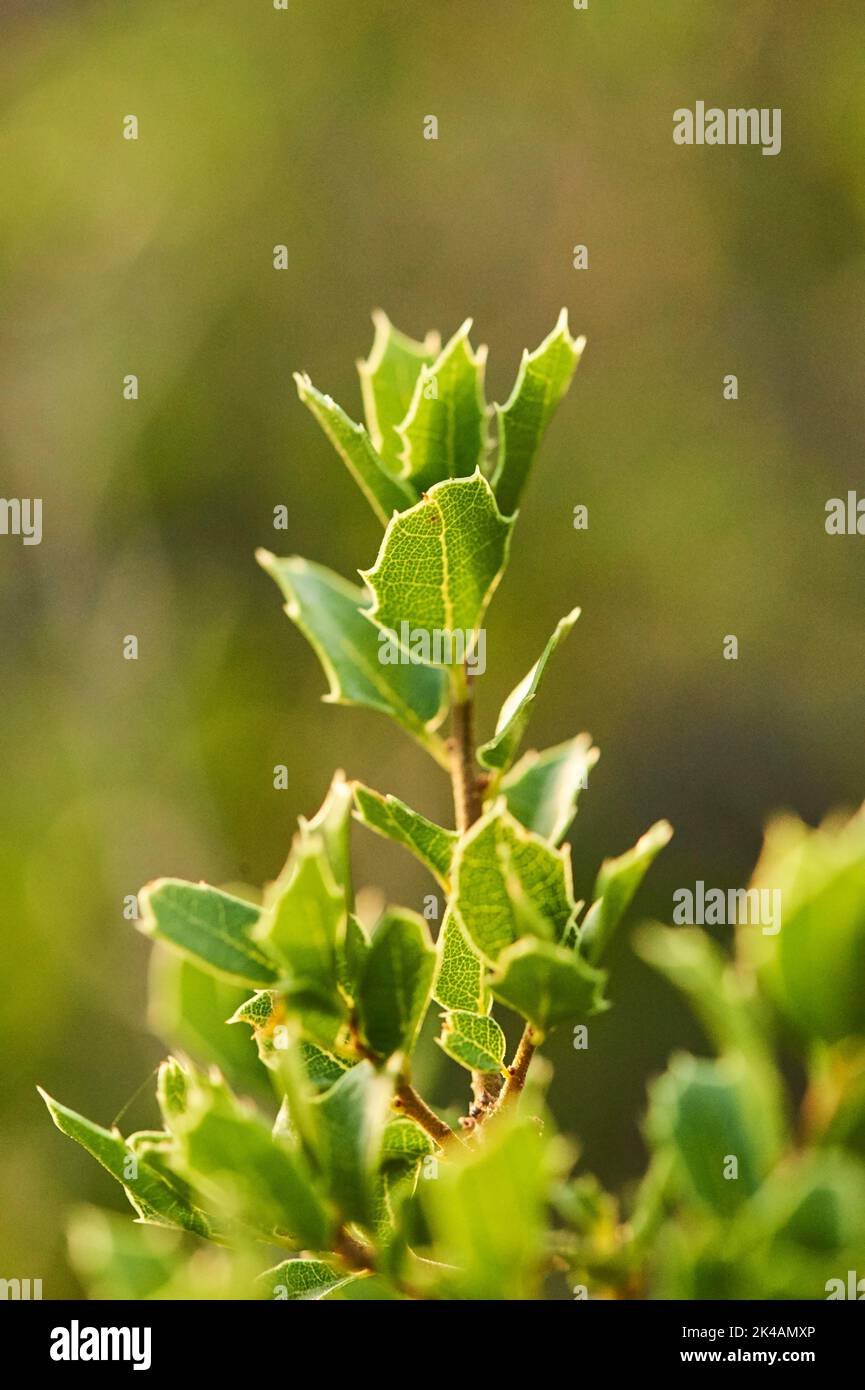 Kermes oak (Quercus coccifera) growing at Mount "La Talaia del Montmell ...
