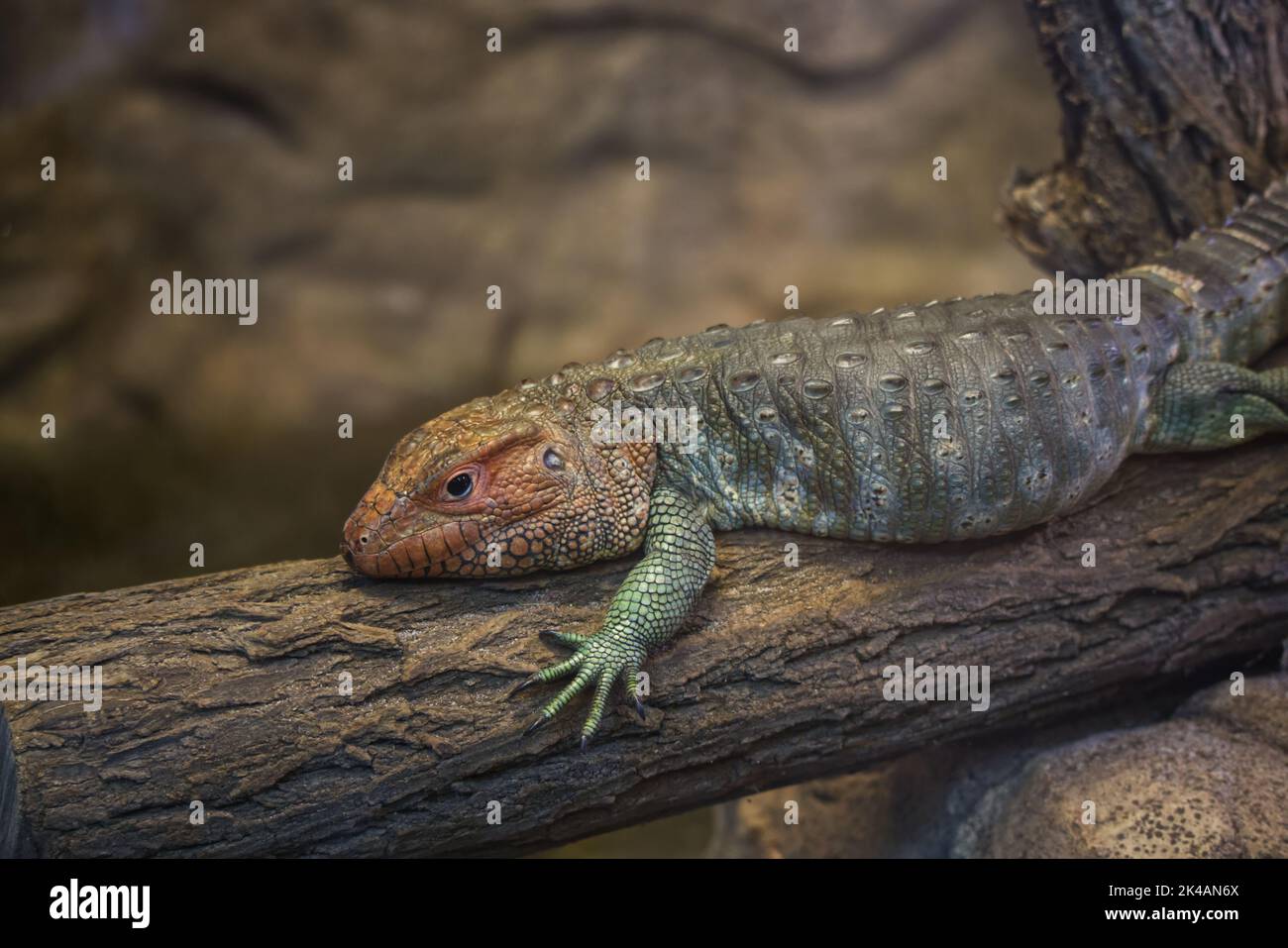 Northern caiman lizard (Dracaena guianensis) laying on a tree log Stock ...
