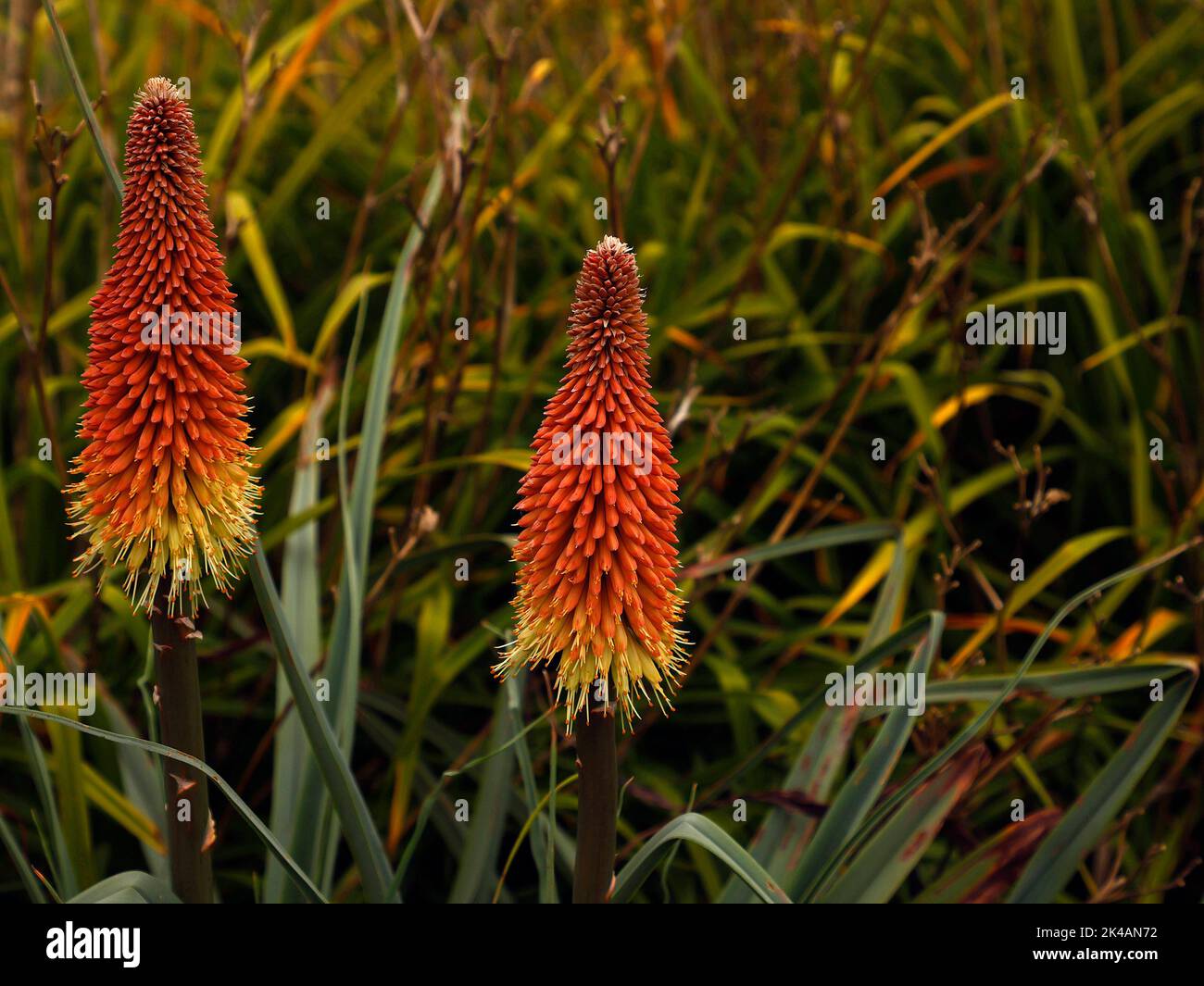 Close up of the flowers of the evergreen herbaceous perennial Kniphofia ...
