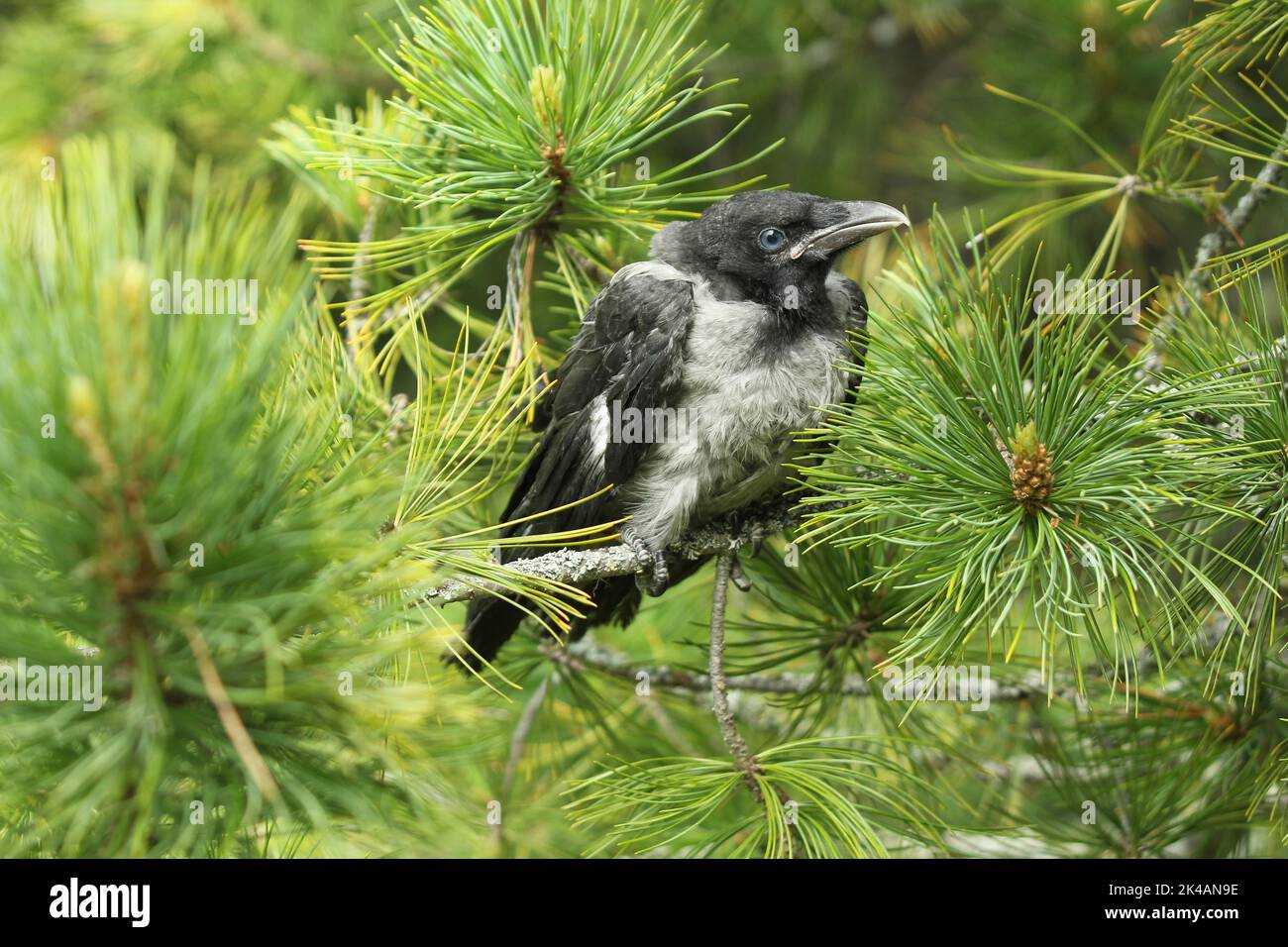 Hooded Crow (Corvus cornix) almost fledged young bird, Central Sweden ...