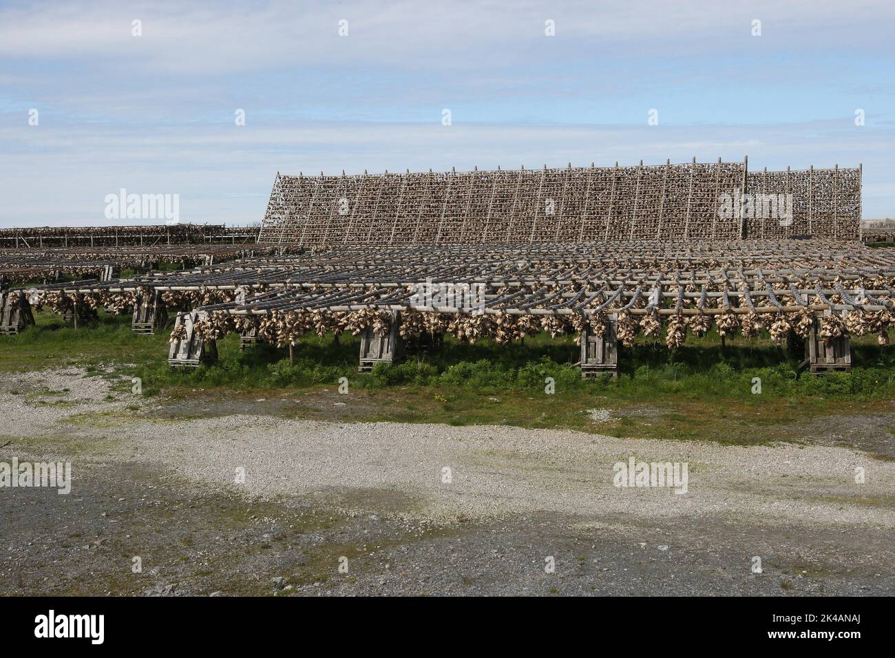 Wooden racks with air-dried atlantic cod (Gadus morhua) Lofoten ...