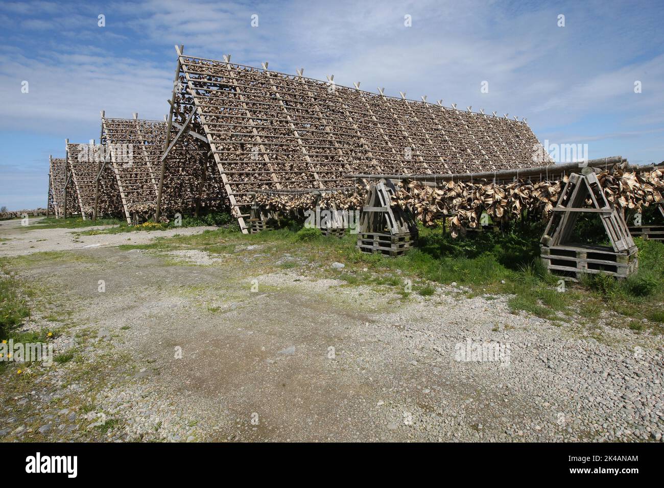 Wooden racks with air-dried atlantic cod (Gadus morhua) Lofoten ...