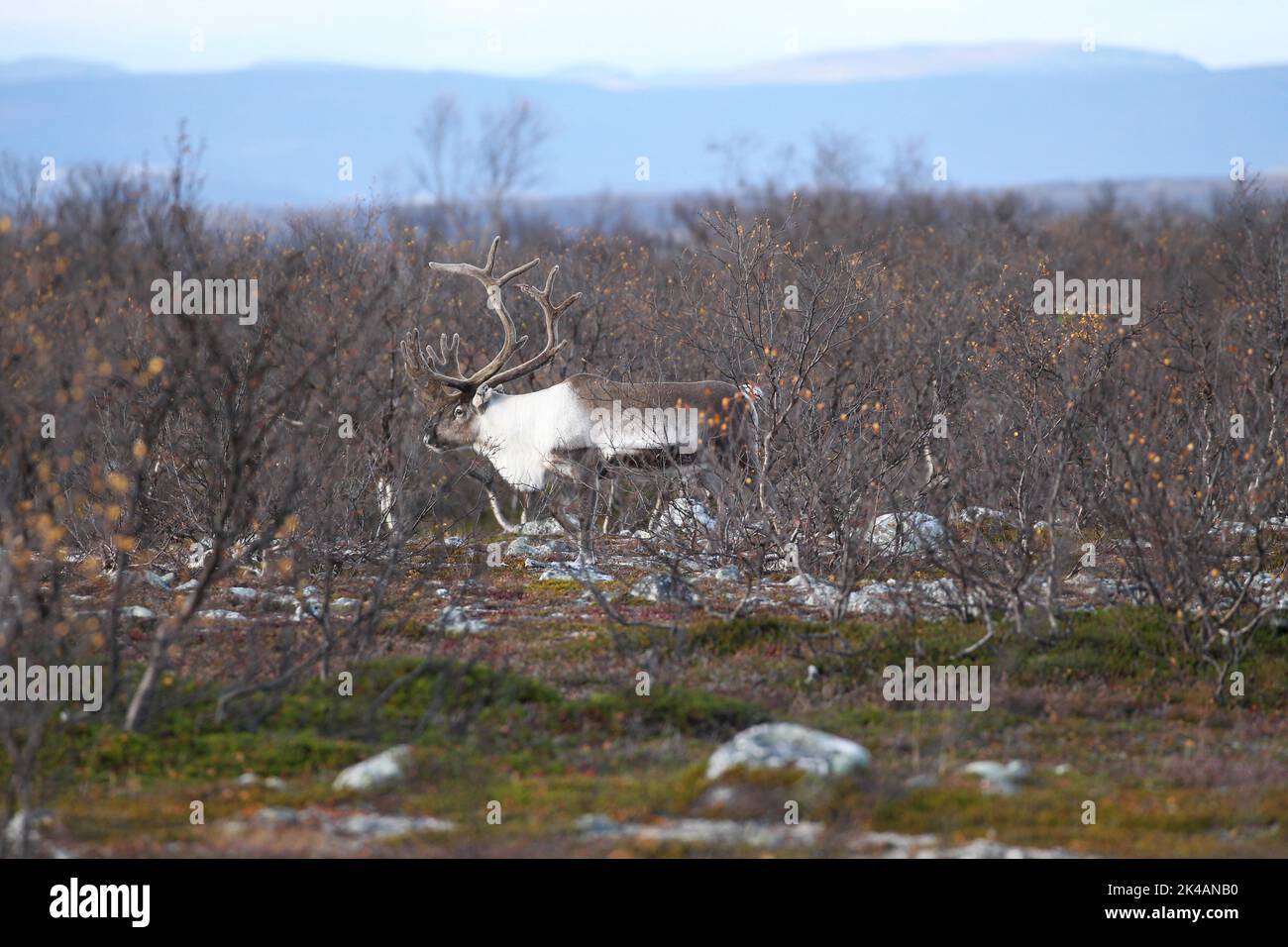 Strong bull hi-res stock photography and images - Alamy