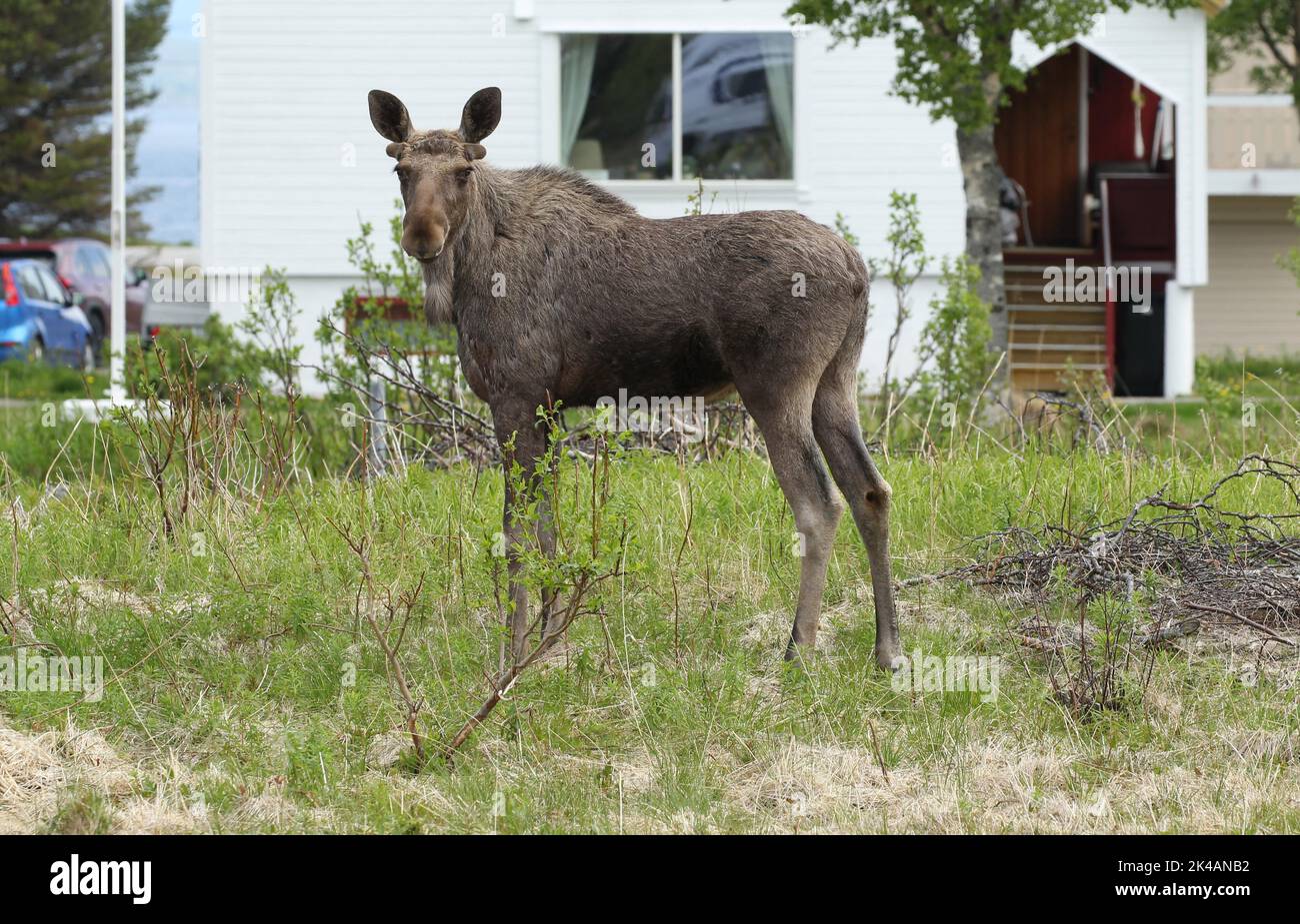 Elk (Alces alces) young bull in the front garden of a house in Lofoten ...