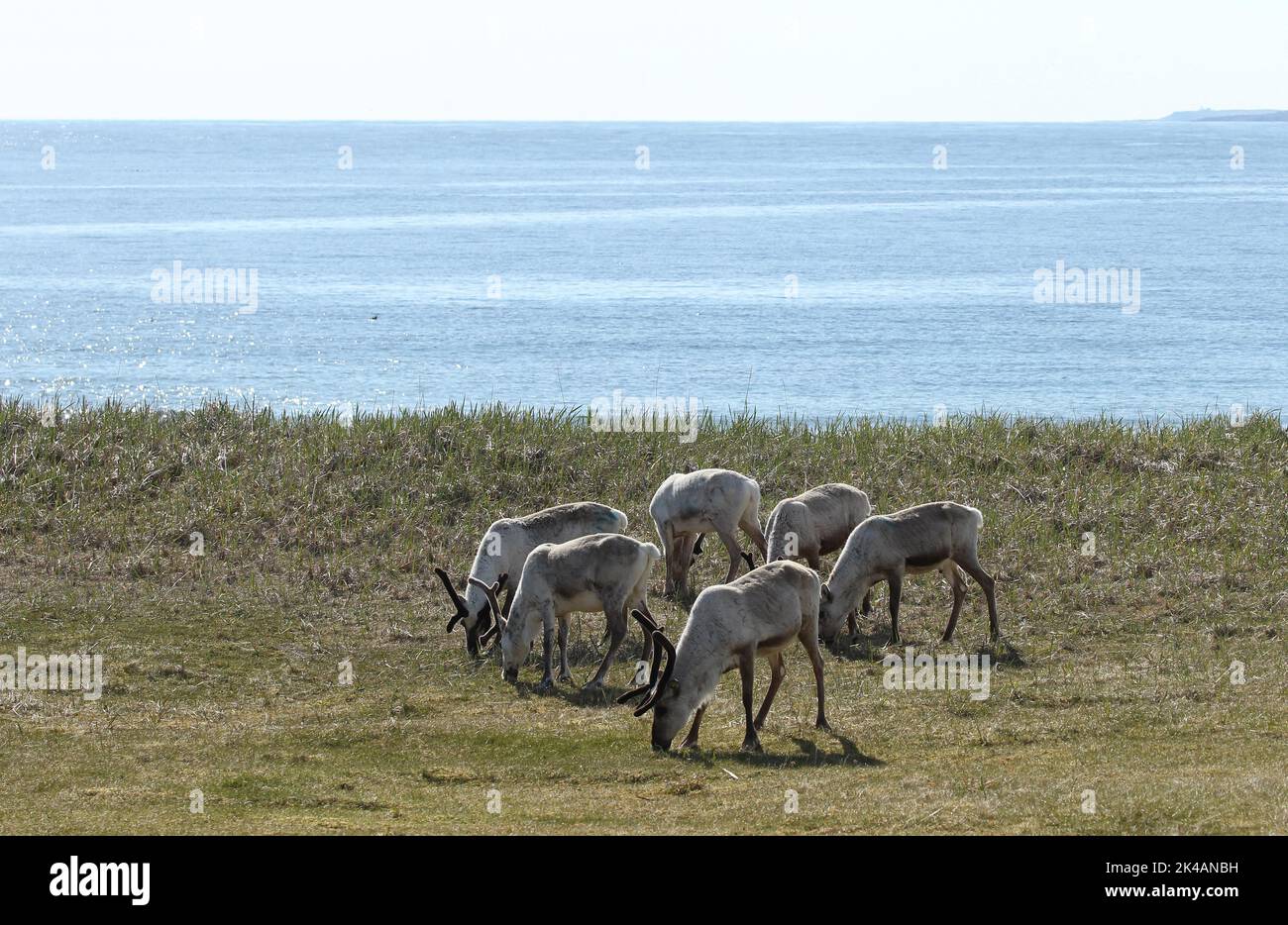 Arctic tundra animal herd hi-res stock photography and images - Alamy