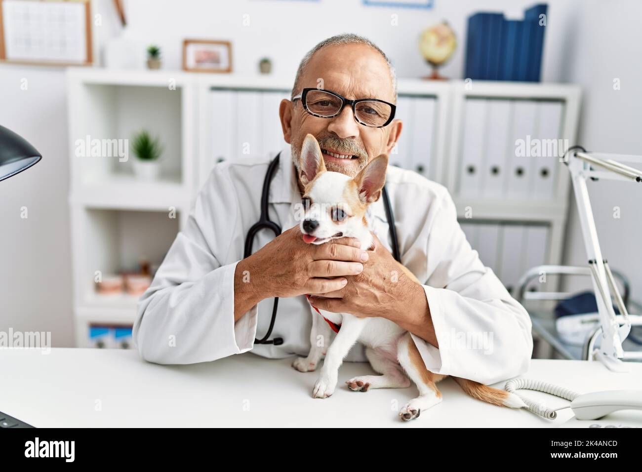 Senior grey-haired man wearing veterinarian uniform examining chihuahua ...