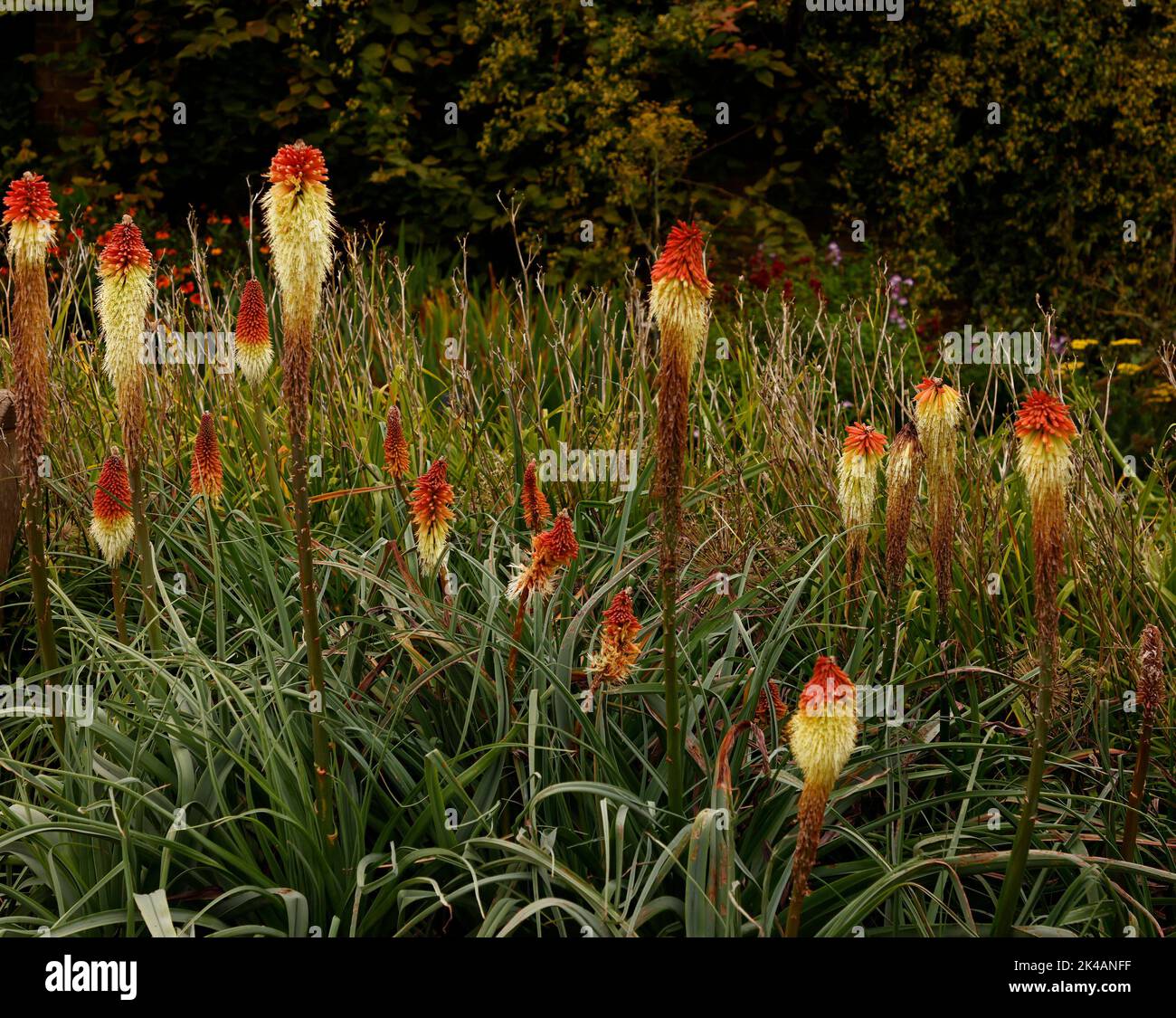 Close up of the flowers of the evergreen herbaceous perennial Kniphofia ...